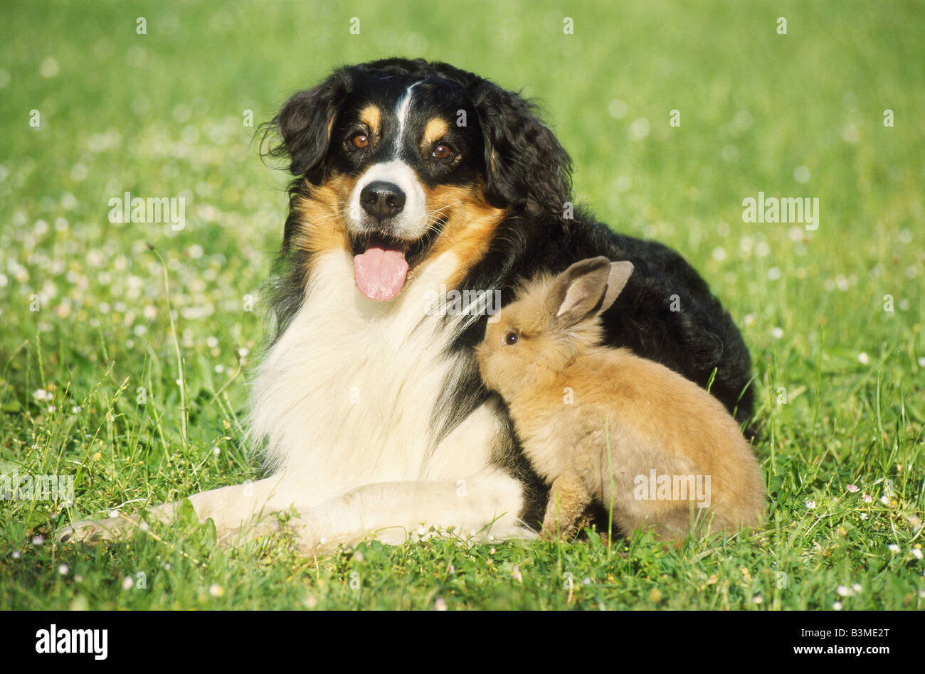 Two pygmy rabbits sitting on meadow hi-res stock photography and images ...