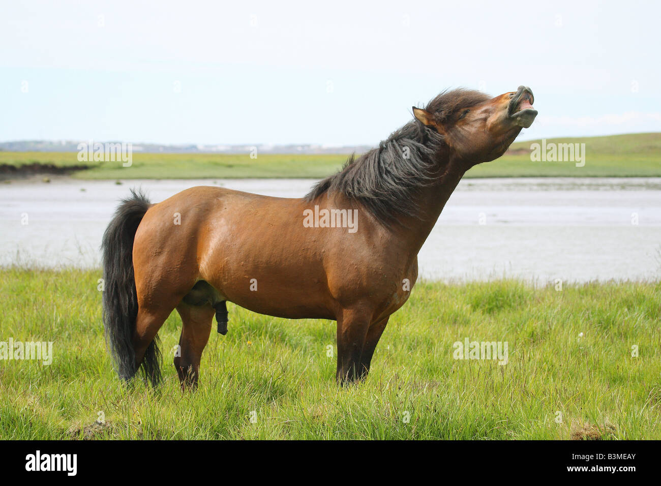 Flehmening hi-res stock photography and images - Alamy