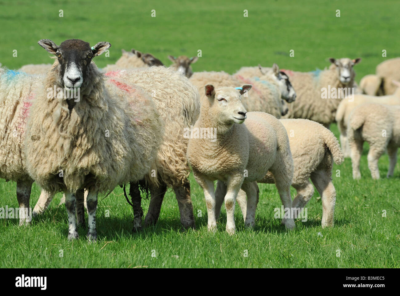 North country mule sheep hi-res stock photography and images - Alamy