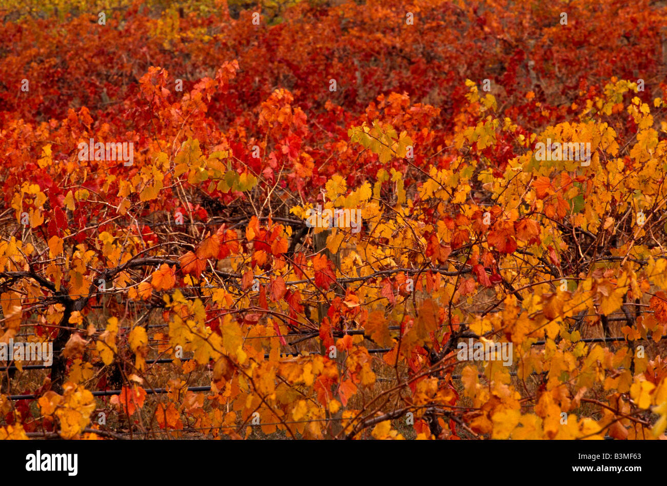 grapevines in autumn Stock Photo - Alamy