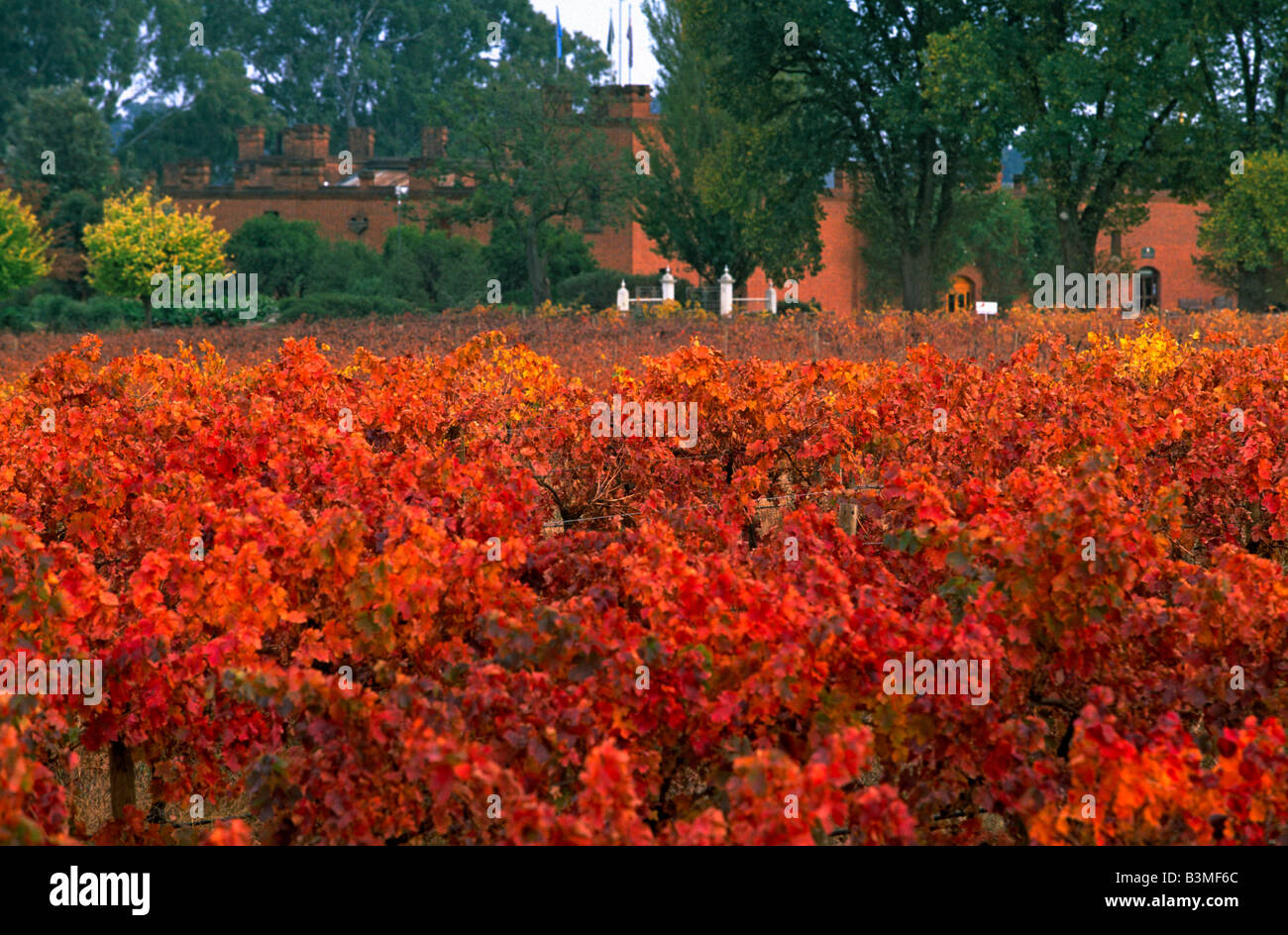 Grapevines in autumn Stock Photo - Alamy