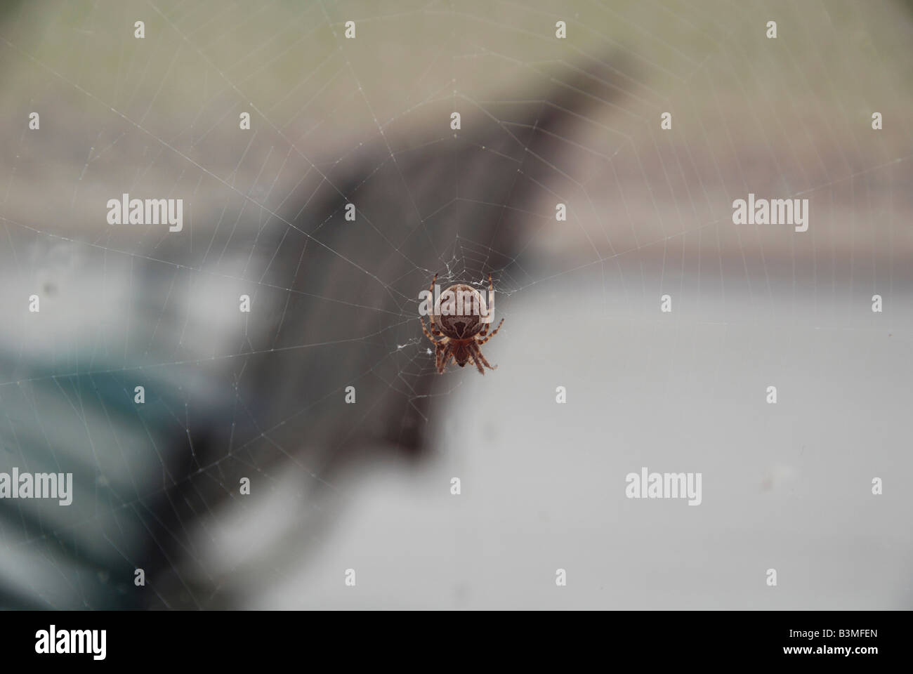 Charlottes web hi-res stock photography and images - Alamy