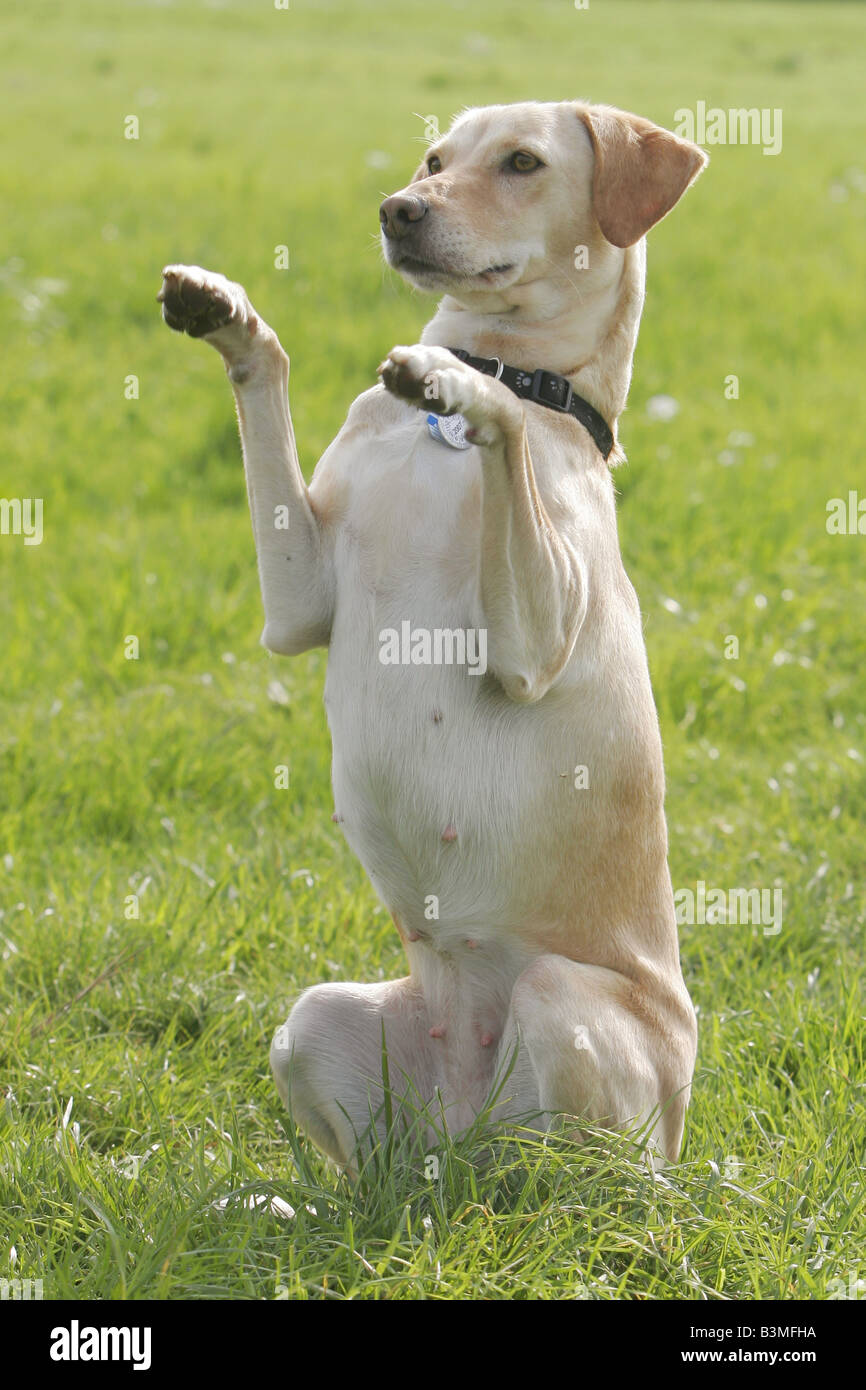 half breed dog - begging Stock Photo - Alamy