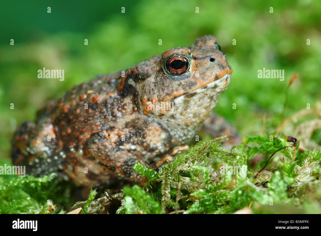 common toad - sitting on moss / Bufo bufo Stock Photo - Alamy
