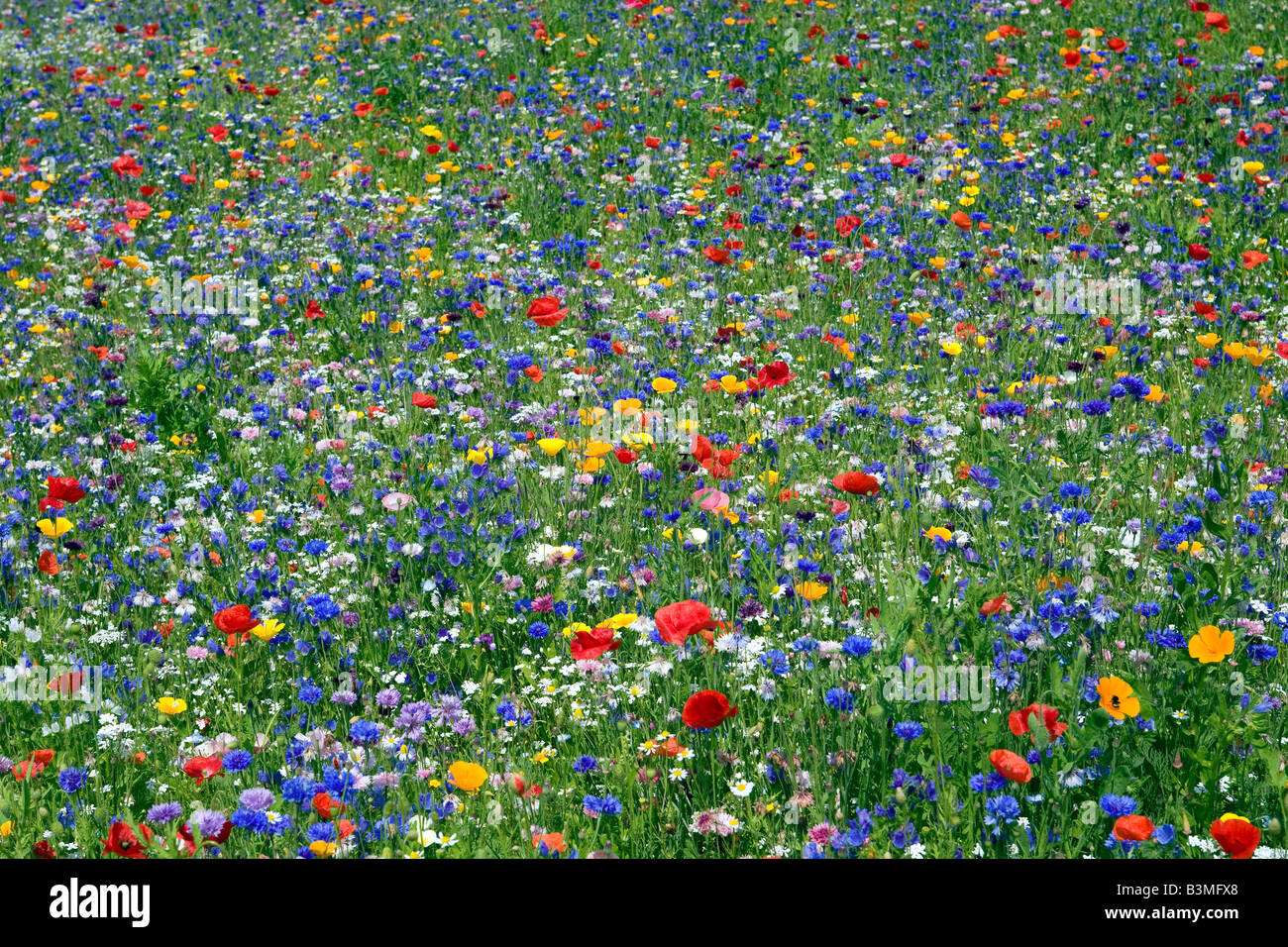 Wild Flowers Field Stock Photo - Alamy