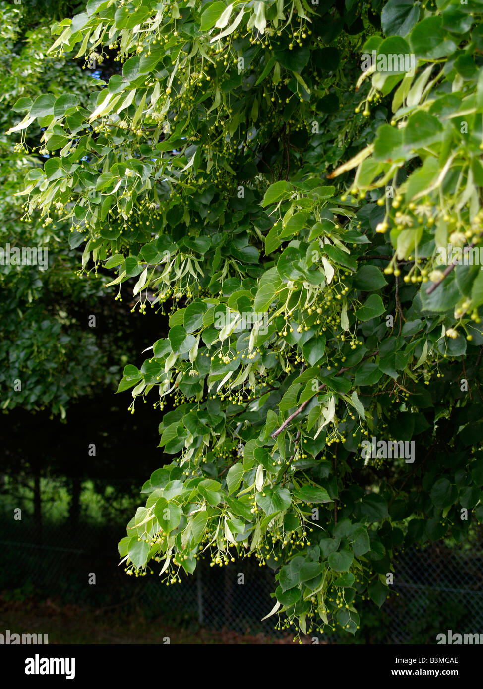 Lindenbaum hi-res stock photography and images - Alamy
