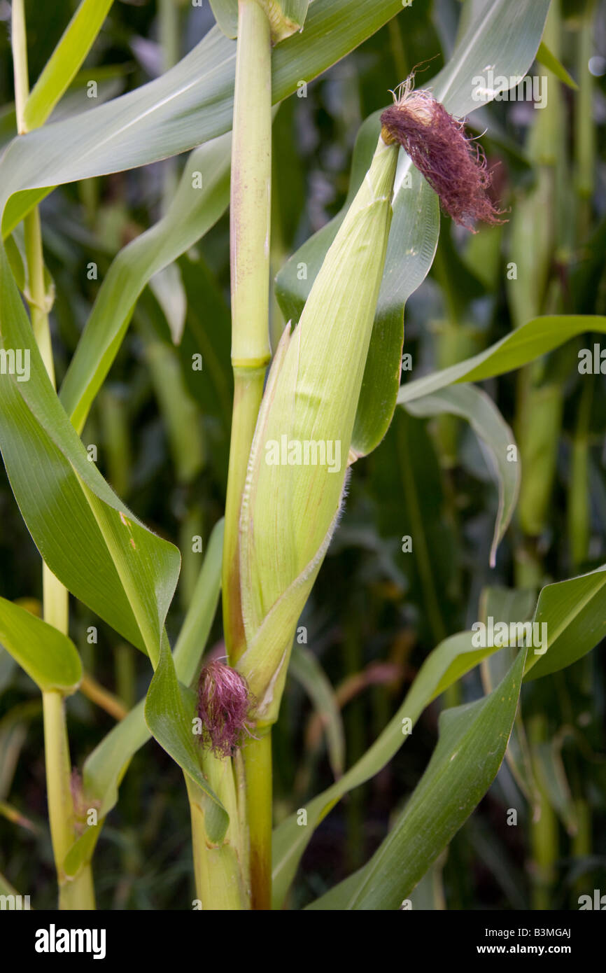 field of Maize in Germany - Zea mays Stock Photo - Alamy