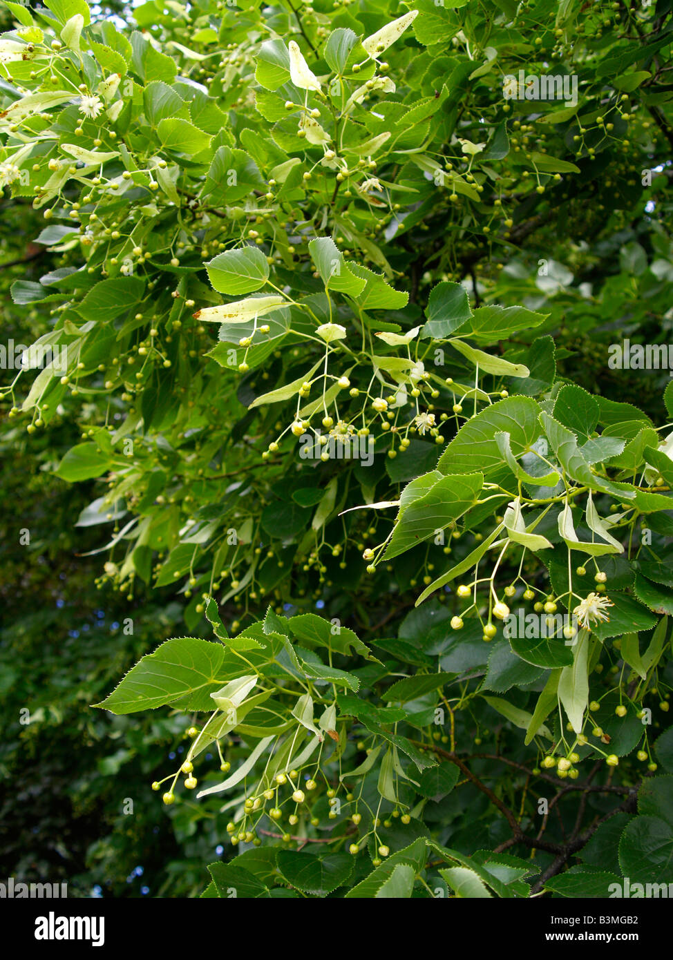 Bluehender Lindenbaum, lime tree blossom Stock Photo - Alamy
