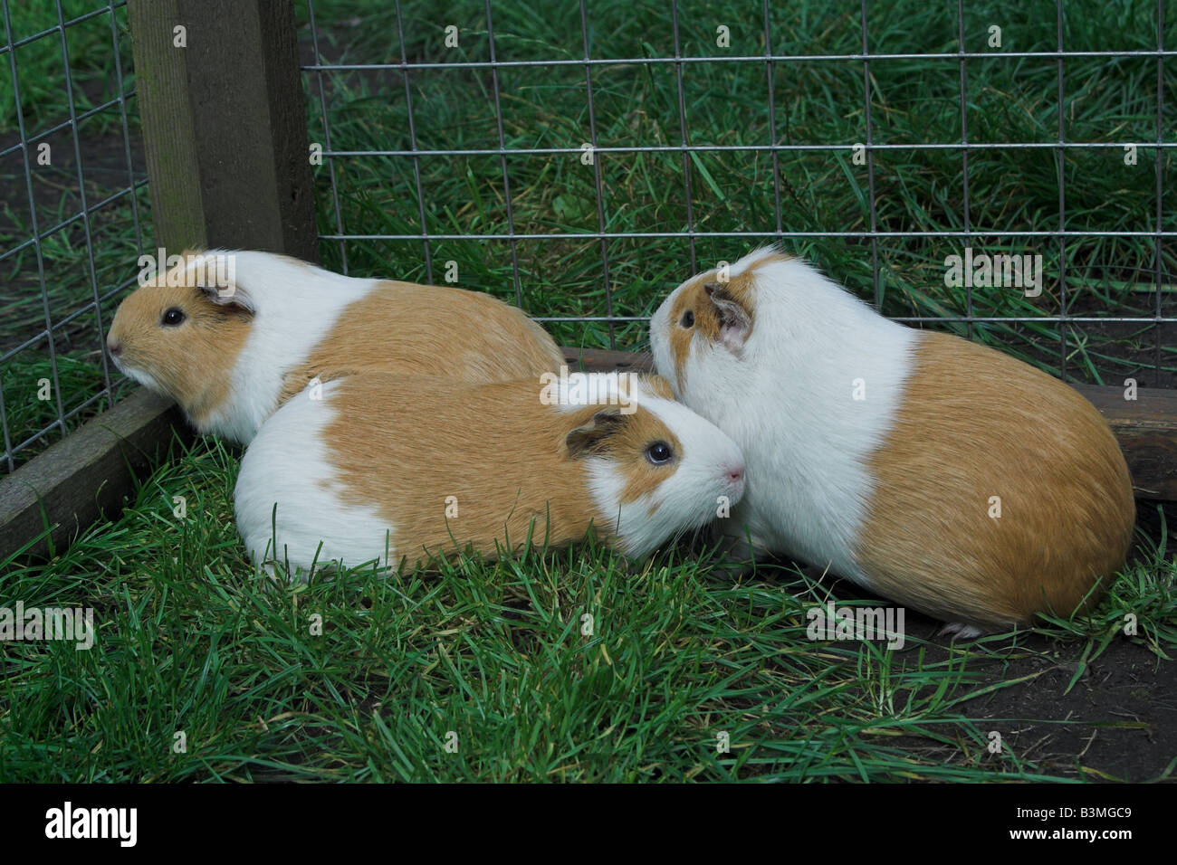 Giant guinea pig hi-res stock photography and images - Alamy