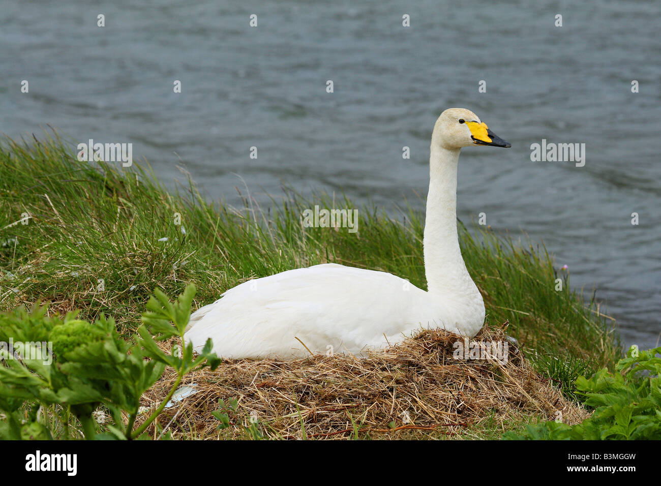 Whooper Swan - breeding Stock Photo - Alamy