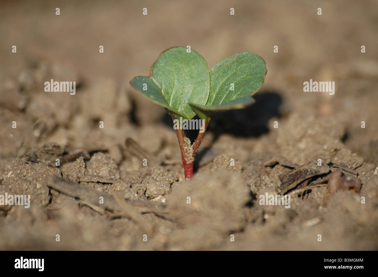 Seedling radish in early spring Stock Photo - Alamy