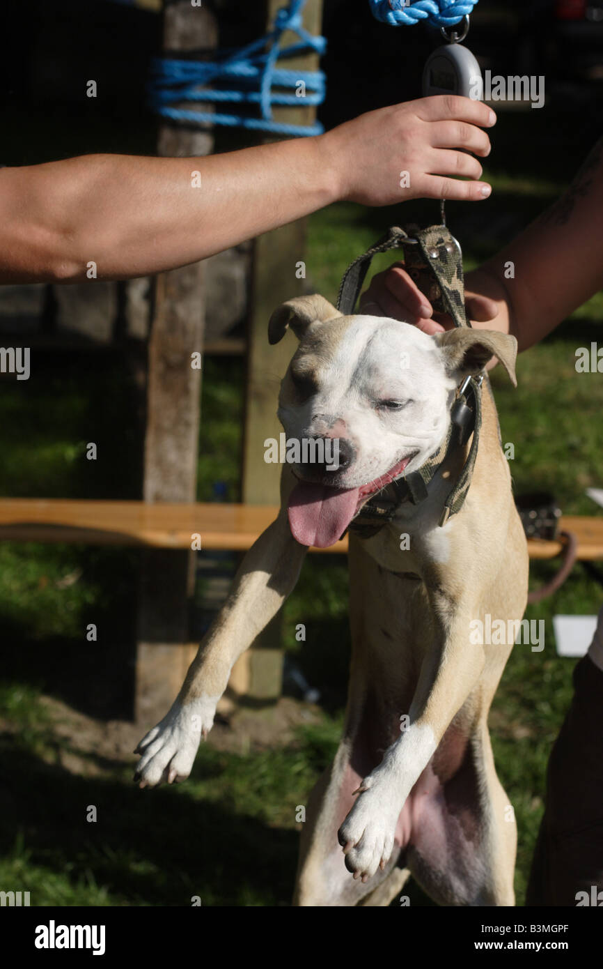 Pit bull hi-res stock photography and images - Alamy