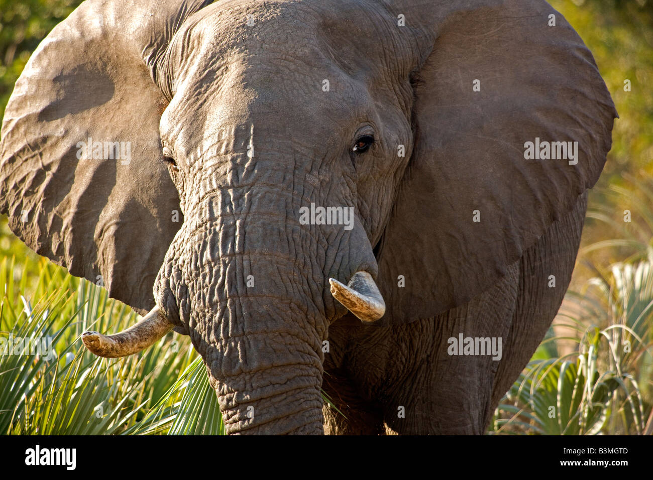 African bull elephant kruger tusks hi-res stock photography and images ...