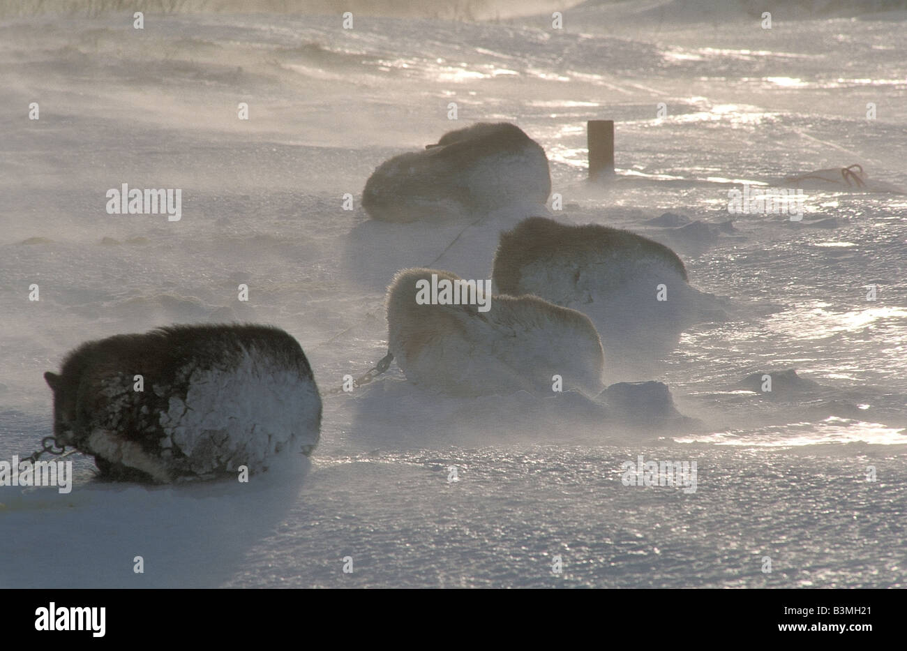 Group of sleeping sledge dogs hi-res stock photography and images - Alamy