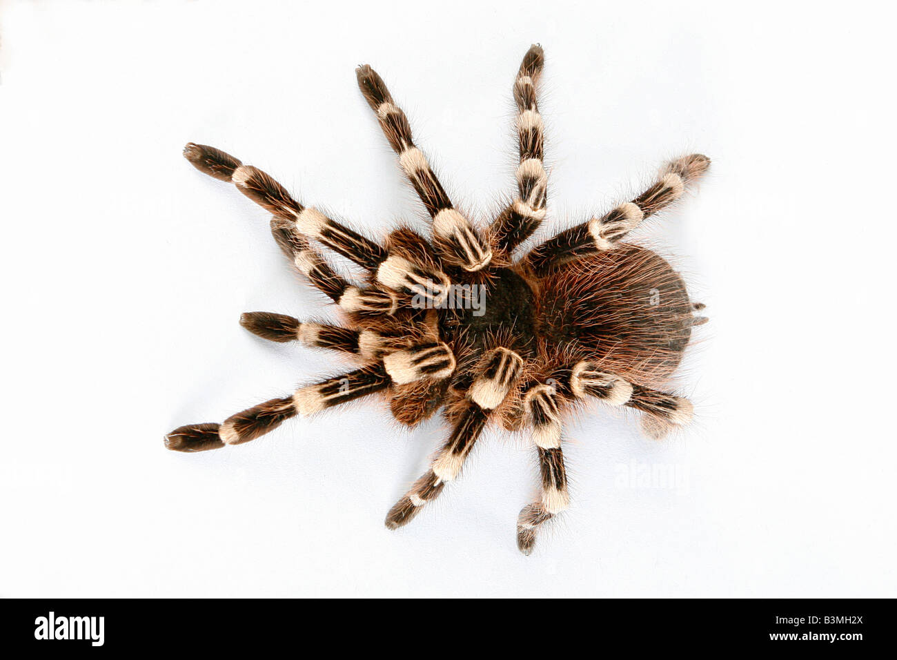 Brazilian black and white tarantula hi-res stock photography and images ...