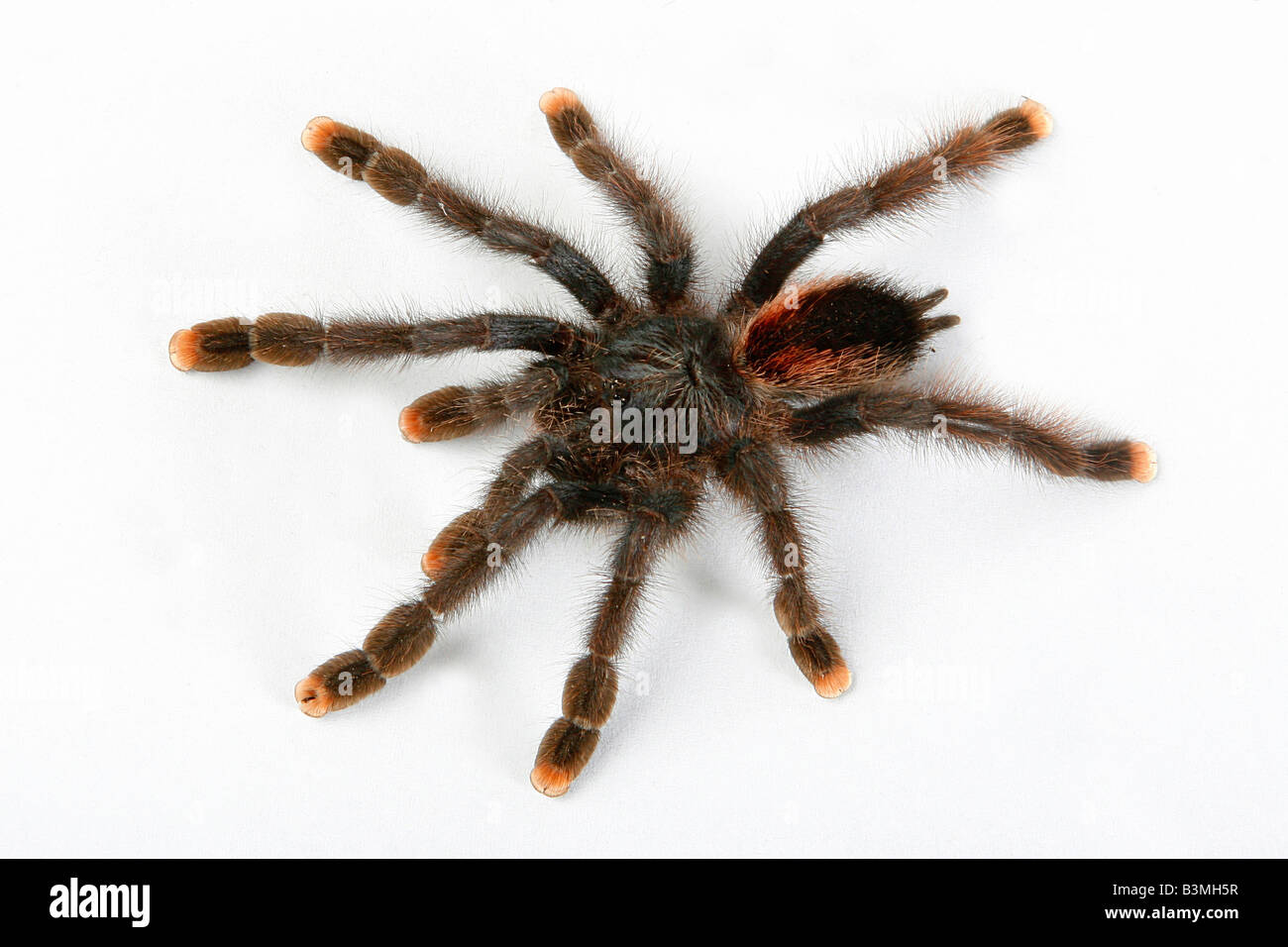 Brazilian black tarantula Cut Out Stock Images & Pictures - Alamy