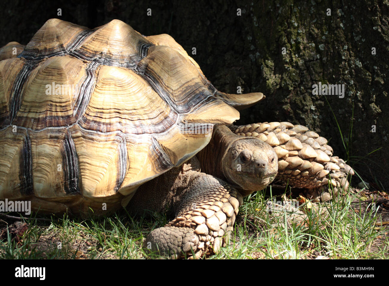 African turtle hi-res stock photography and images - Alamy