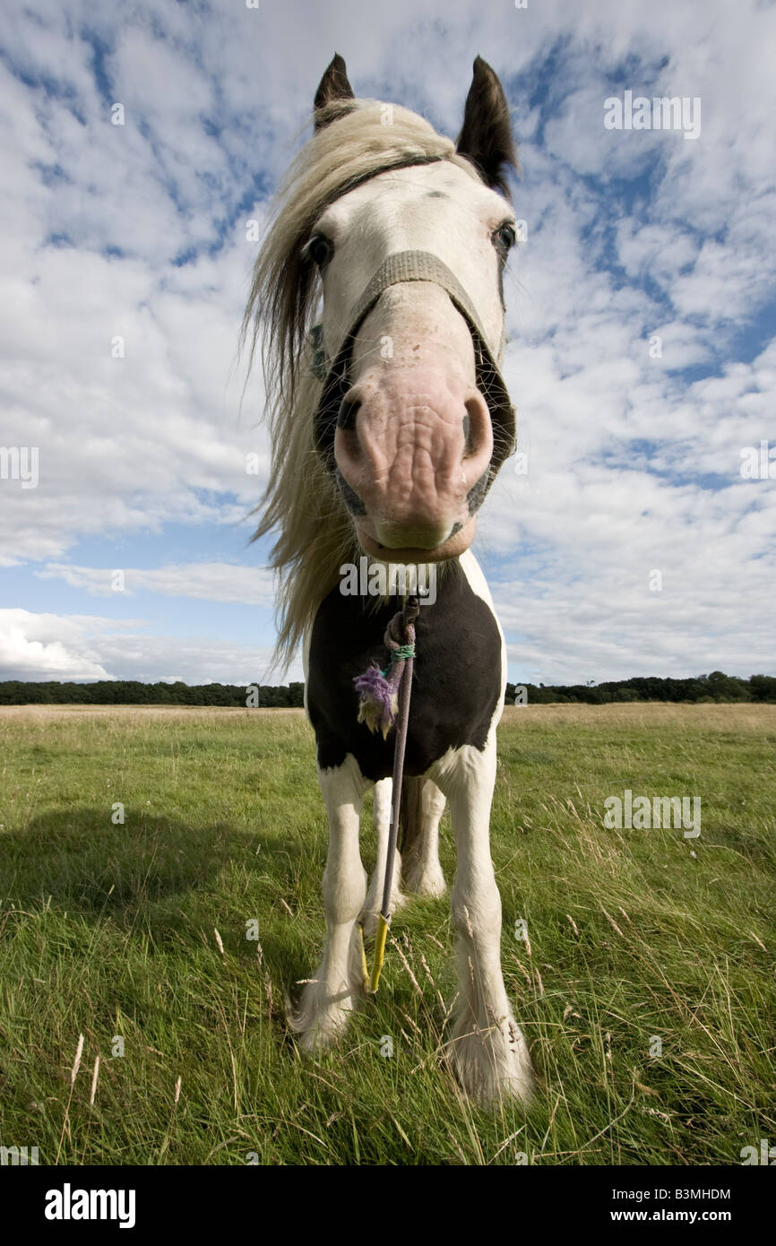 Piebald pony in a field. Front View Stock Photo - Alamy