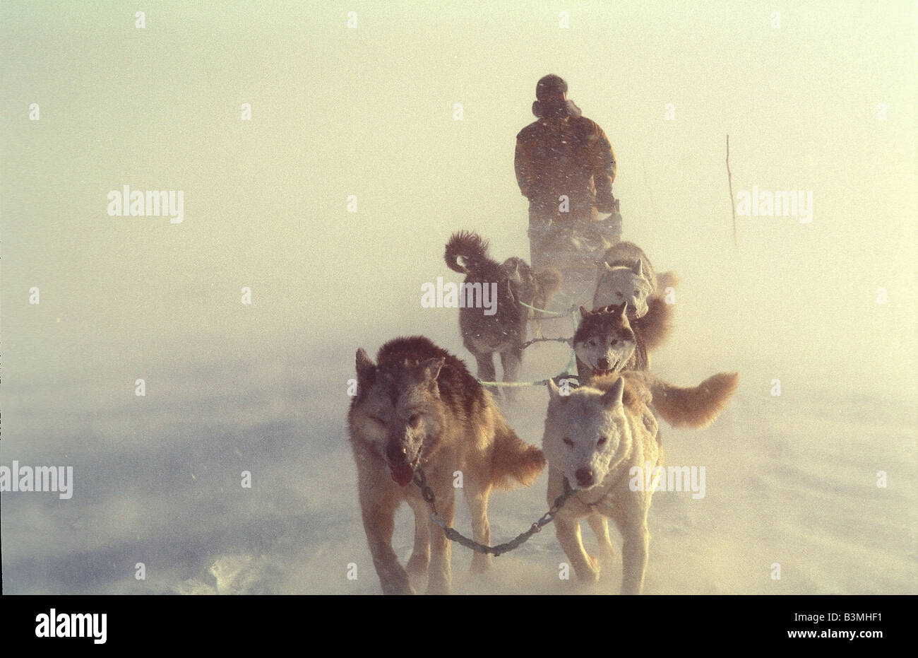 Sled dogs, huskies pulling sledge in drifting snow. Norway Stock Photo ...