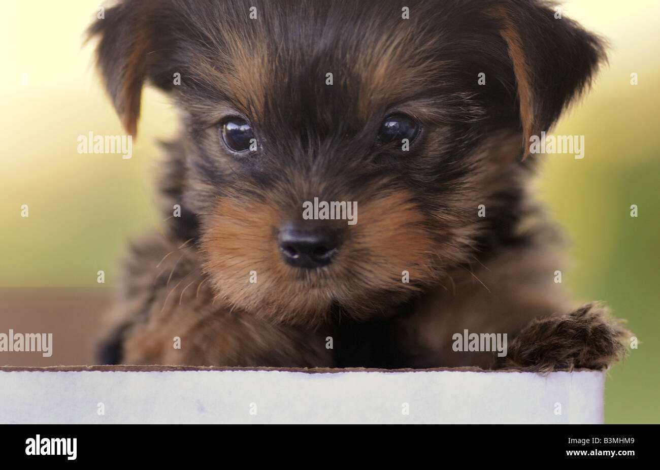 A six week old Yorkshire Terrier puppy peeks from the top of a ...
