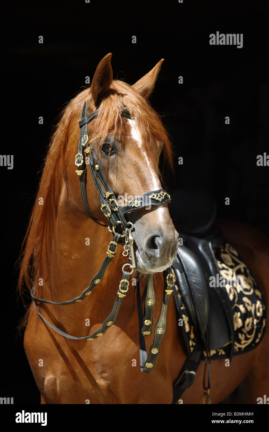 Lusitano - portrait Stock Photo - Alamy