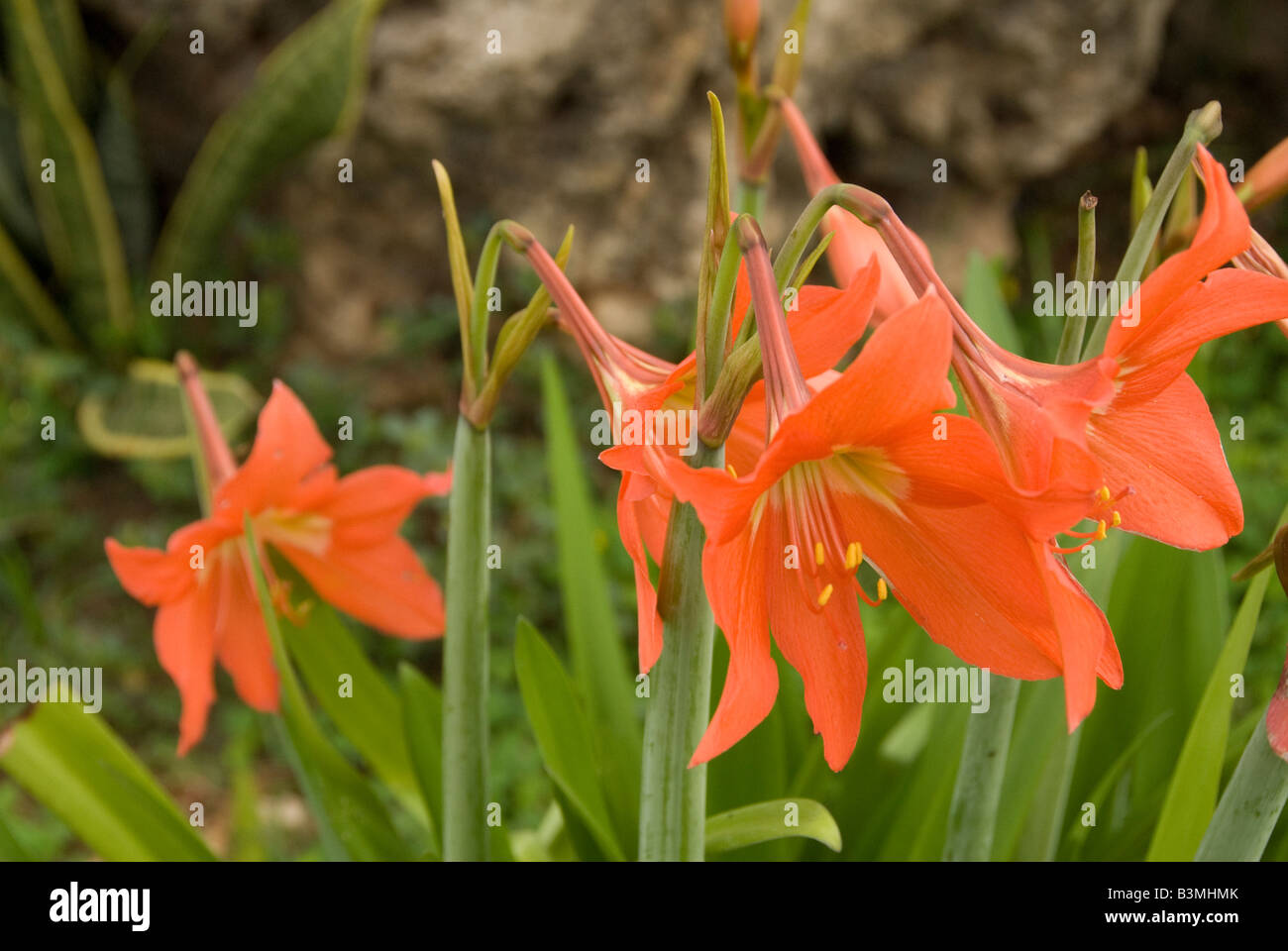 Cuban lily hi-res stock photography and images - Alamy