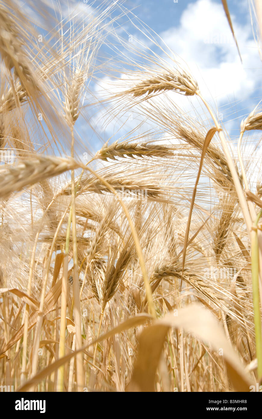 Agriculture economics hi-res stock photography and images - Alamy