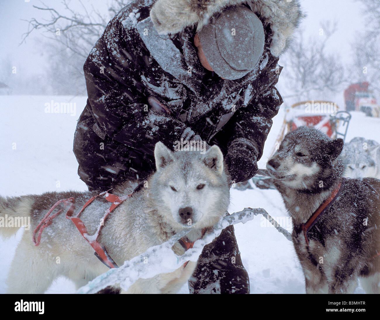 Fixed animal hi-res stock photography and images - Alamy