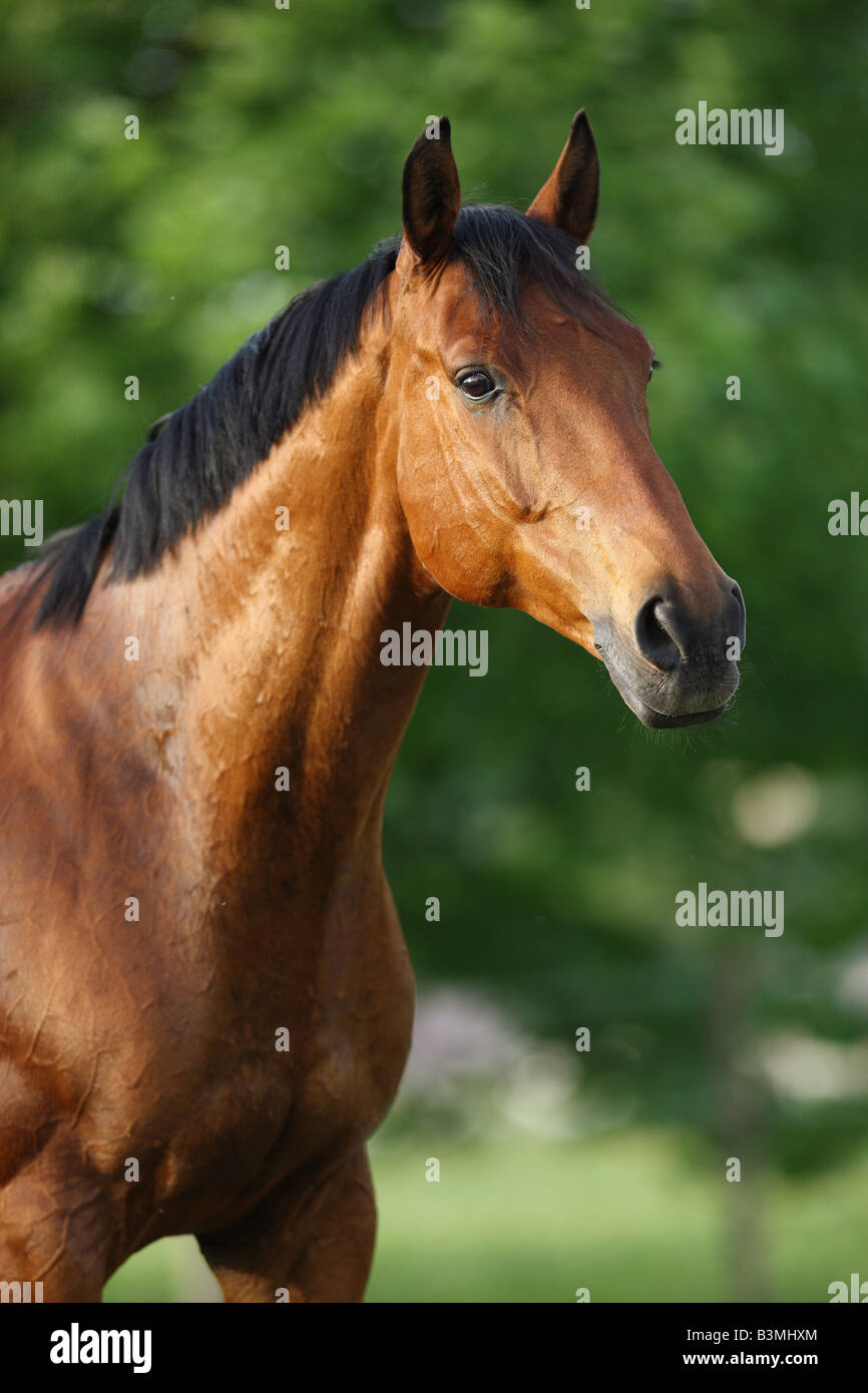 Nonius horse hi-res stock photography and images - Alamy