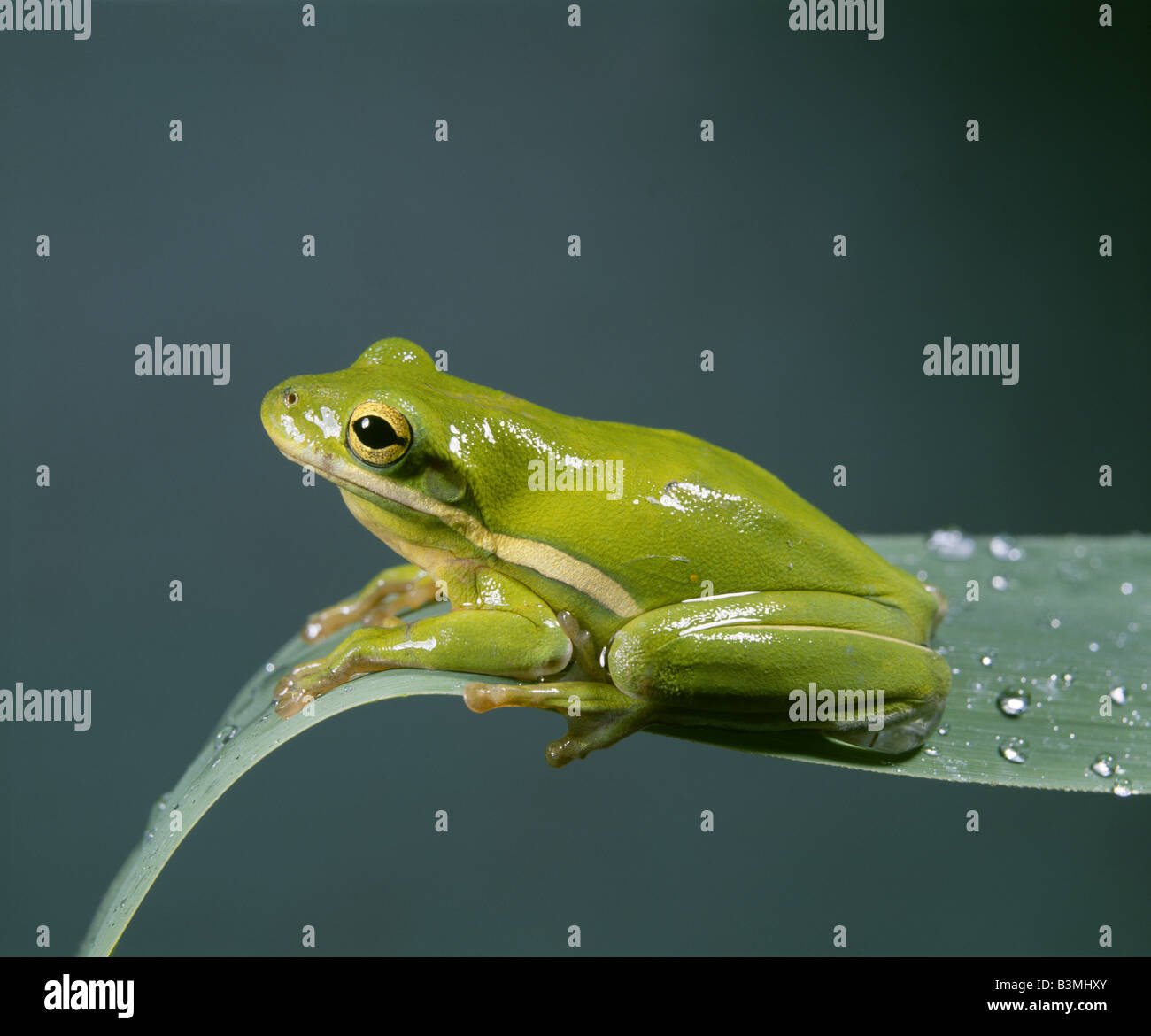Green treefrog hyla cinerea hi-res stock photography and images - Alamy