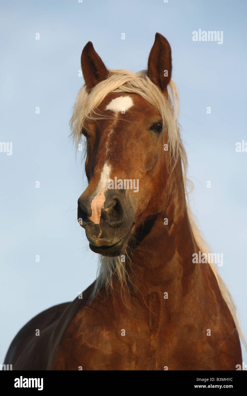 Noriker - portrait Stock Photo - Alamy