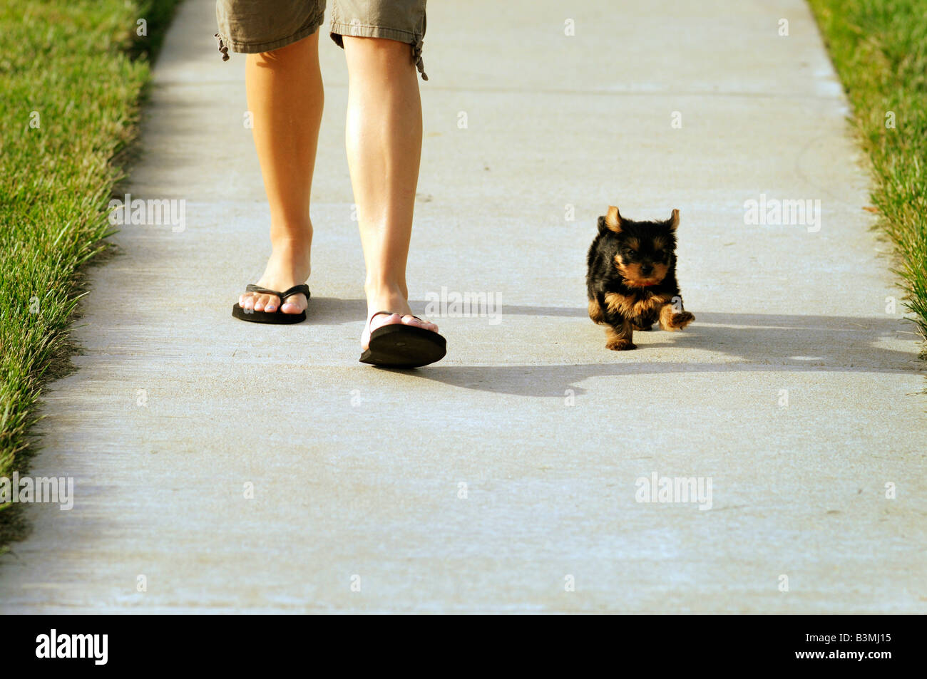 A six week old Yorkshire Terrier puppy goes for a walk Stock Photo - Alamy