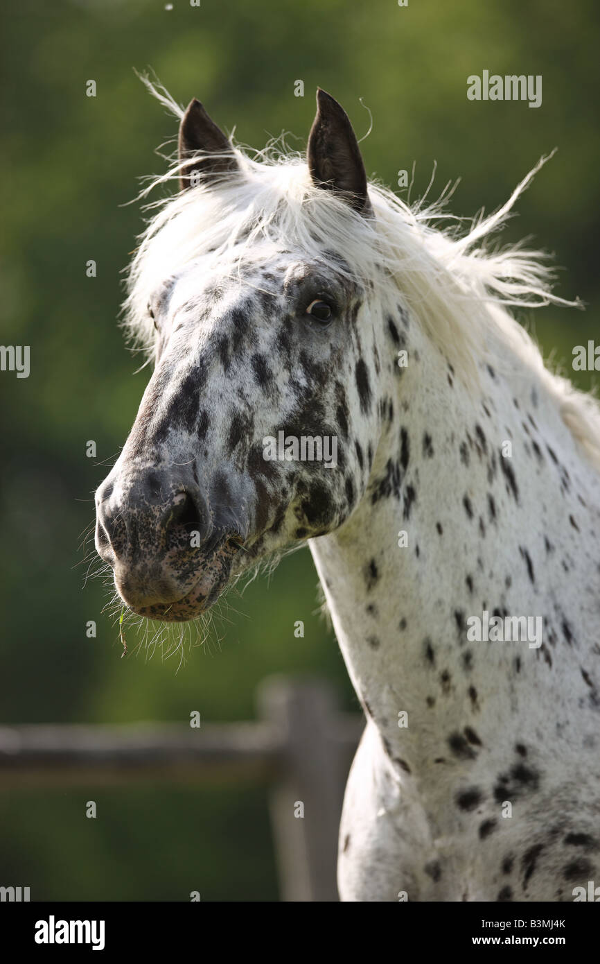 Noriker - portrait Stock Photo - Alamy