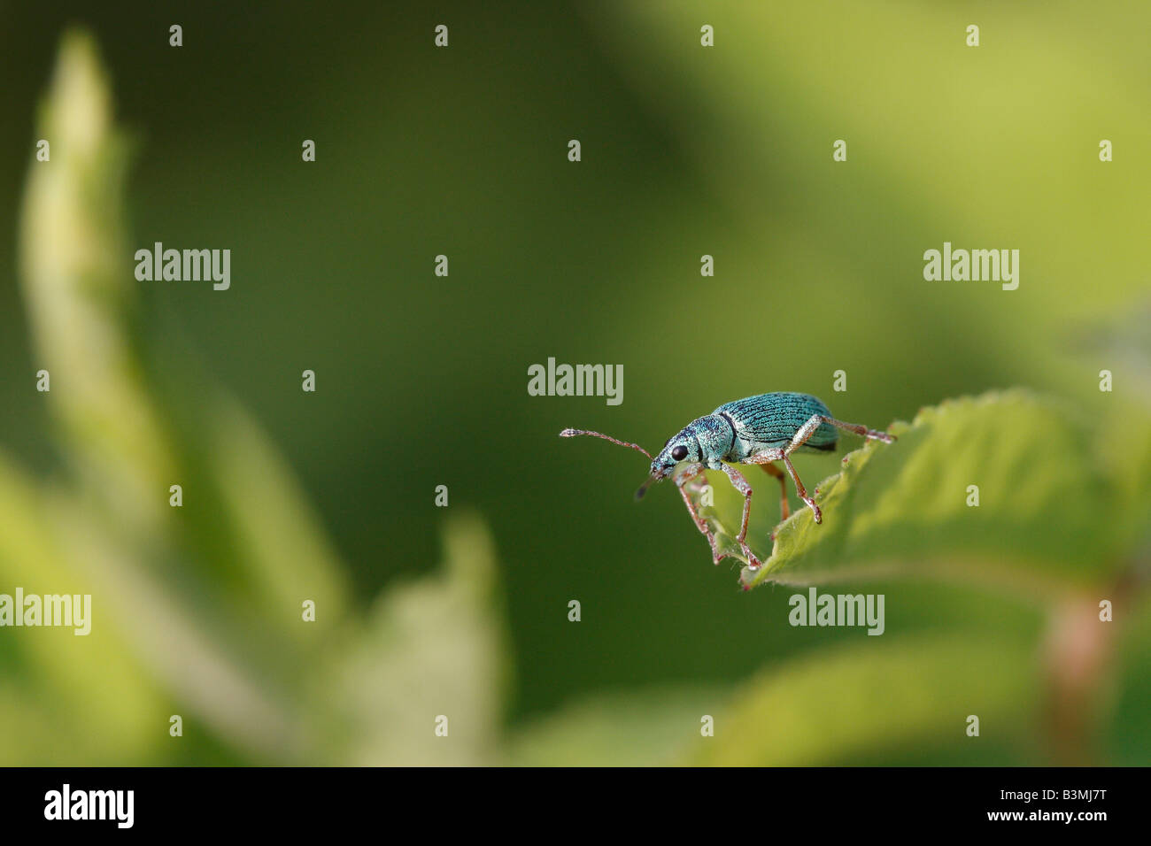 Tiny turquoise insect Blue bug beetle shiny Iridescent sitting on green ...