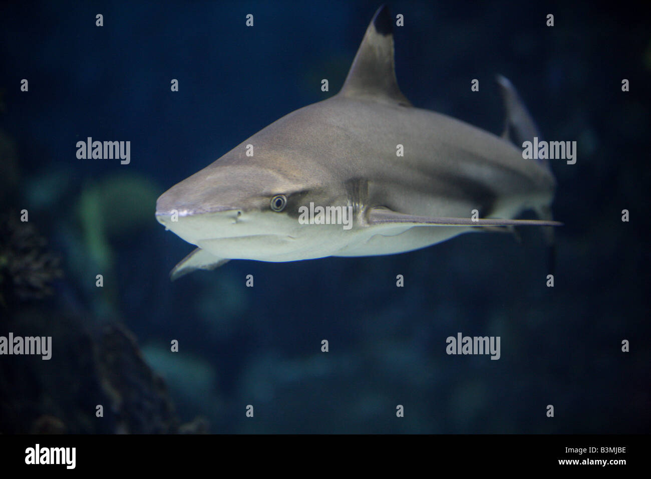 Shark in aquarium hi-res stock photography and images - Alamy