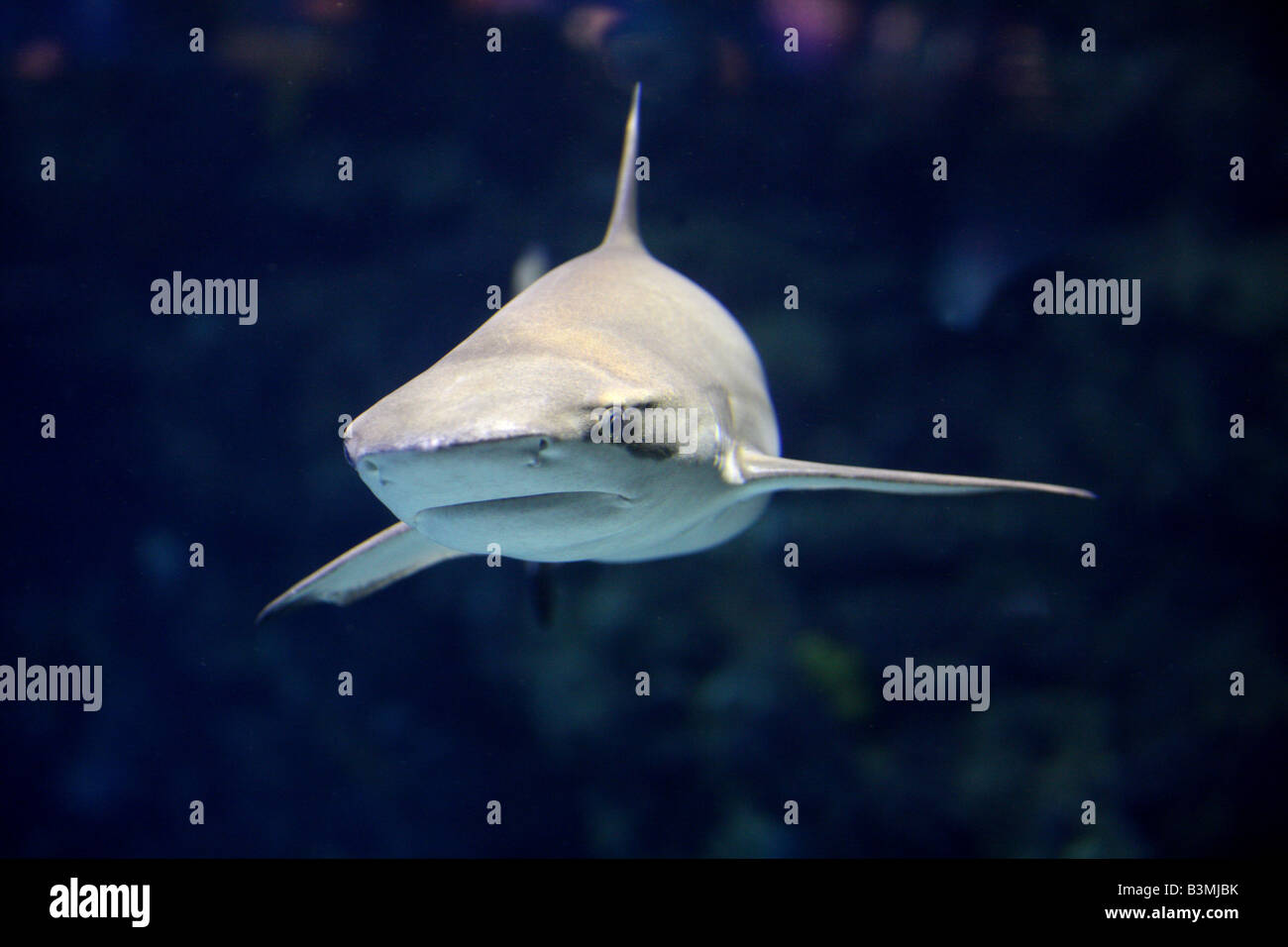 Shark in aquarium Stock Photo - Alamy