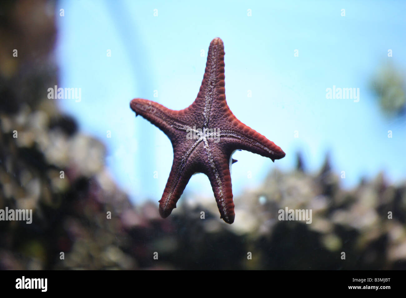 Starfish underside hi-res stock photography and images - Alamy