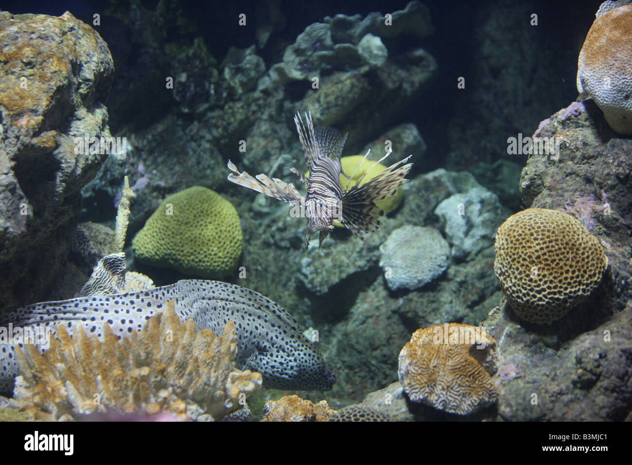 Fish rocks hi-res stock photography and images - Alamy