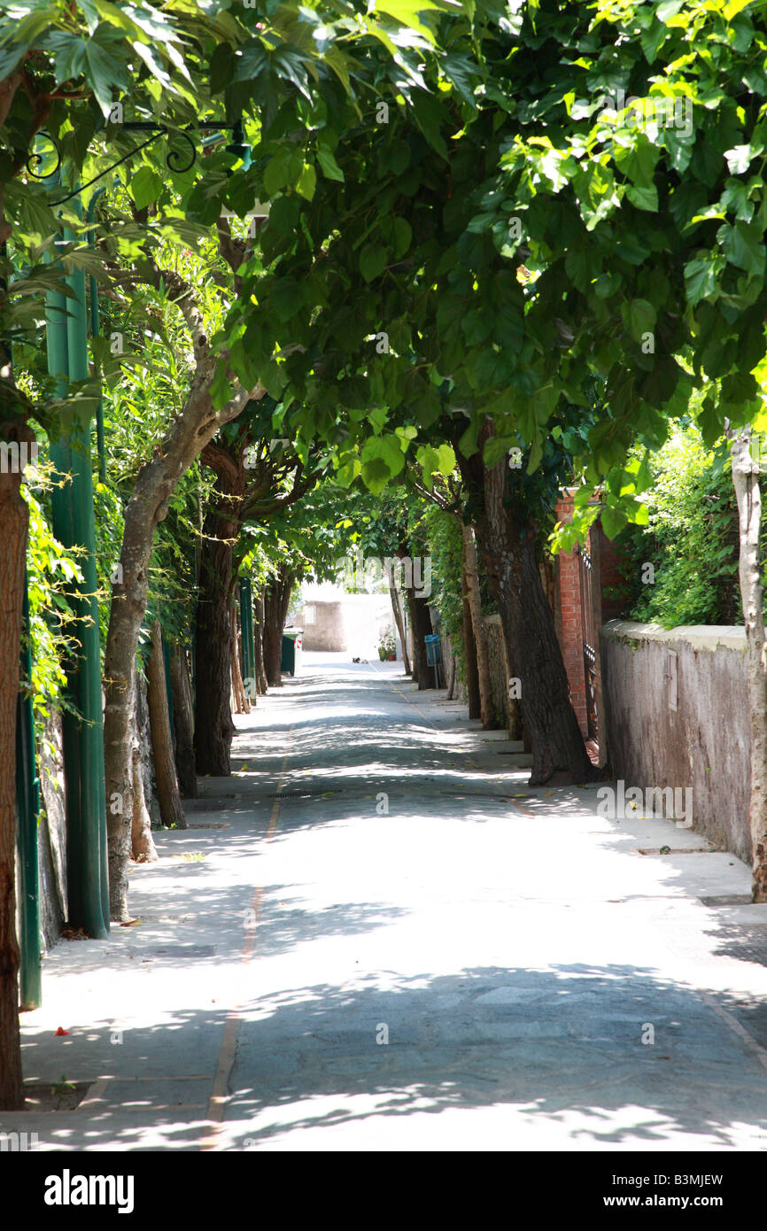shaded tree lined street on island of Capri Stock Photo - Alamy
