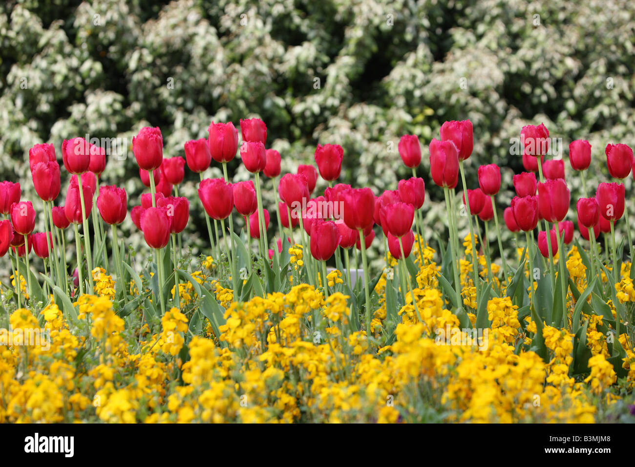 Tulip garden landscape Stock Photo - Alamy