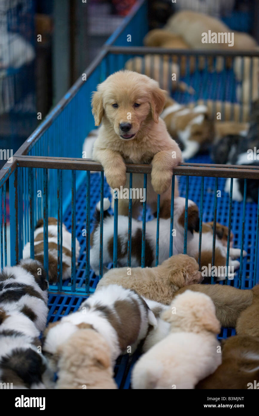 Chatuchak puppy hi-res stock photography and images - Alamy