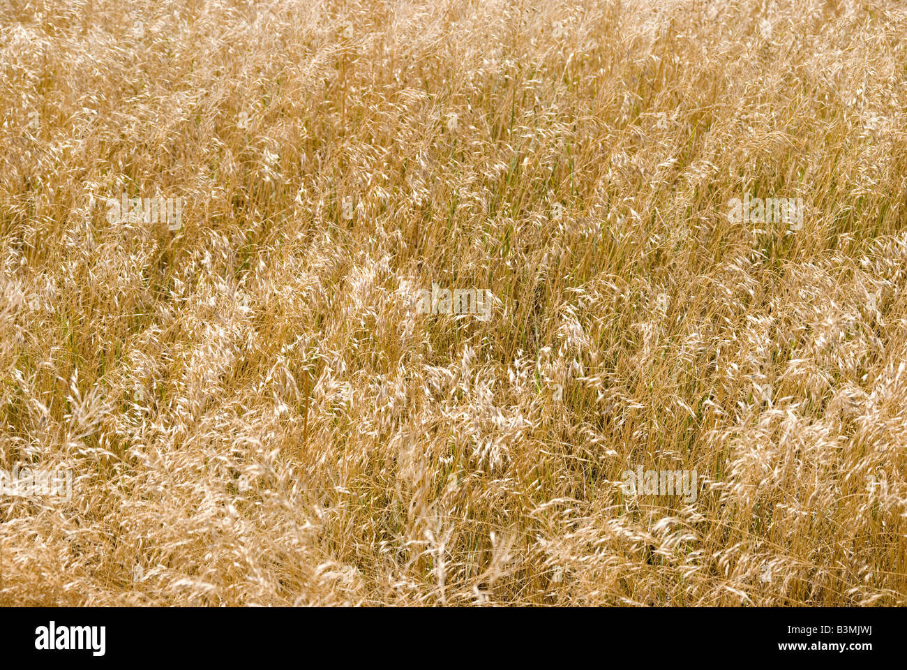Prairie Grass Texture
