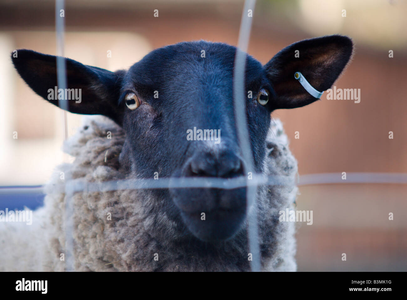 Close Up of Single Sheeps Face behind Fence Stock Photo - Alamy