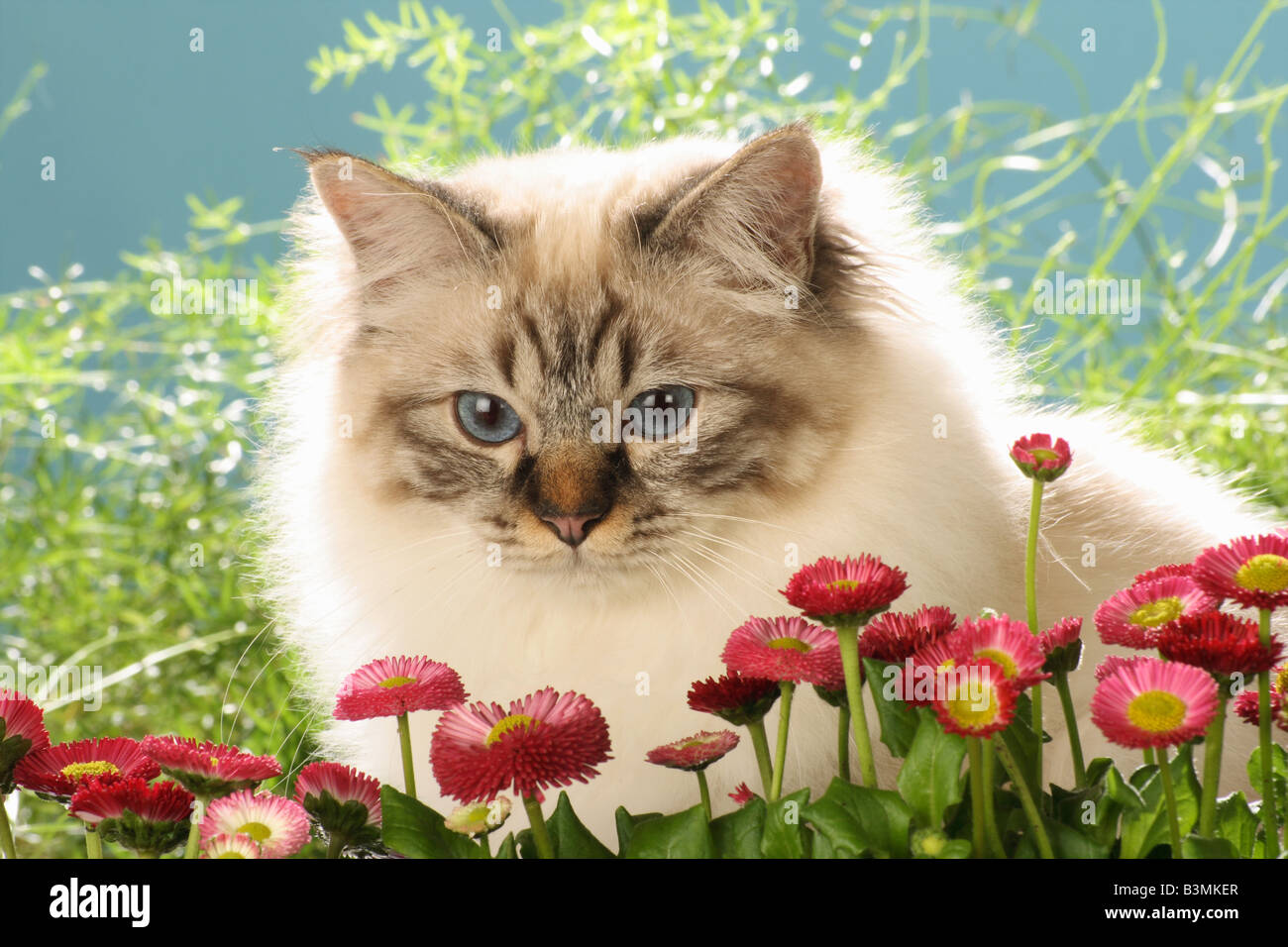 Sacred cat of Burma - portrait Stock Photo - Alamy