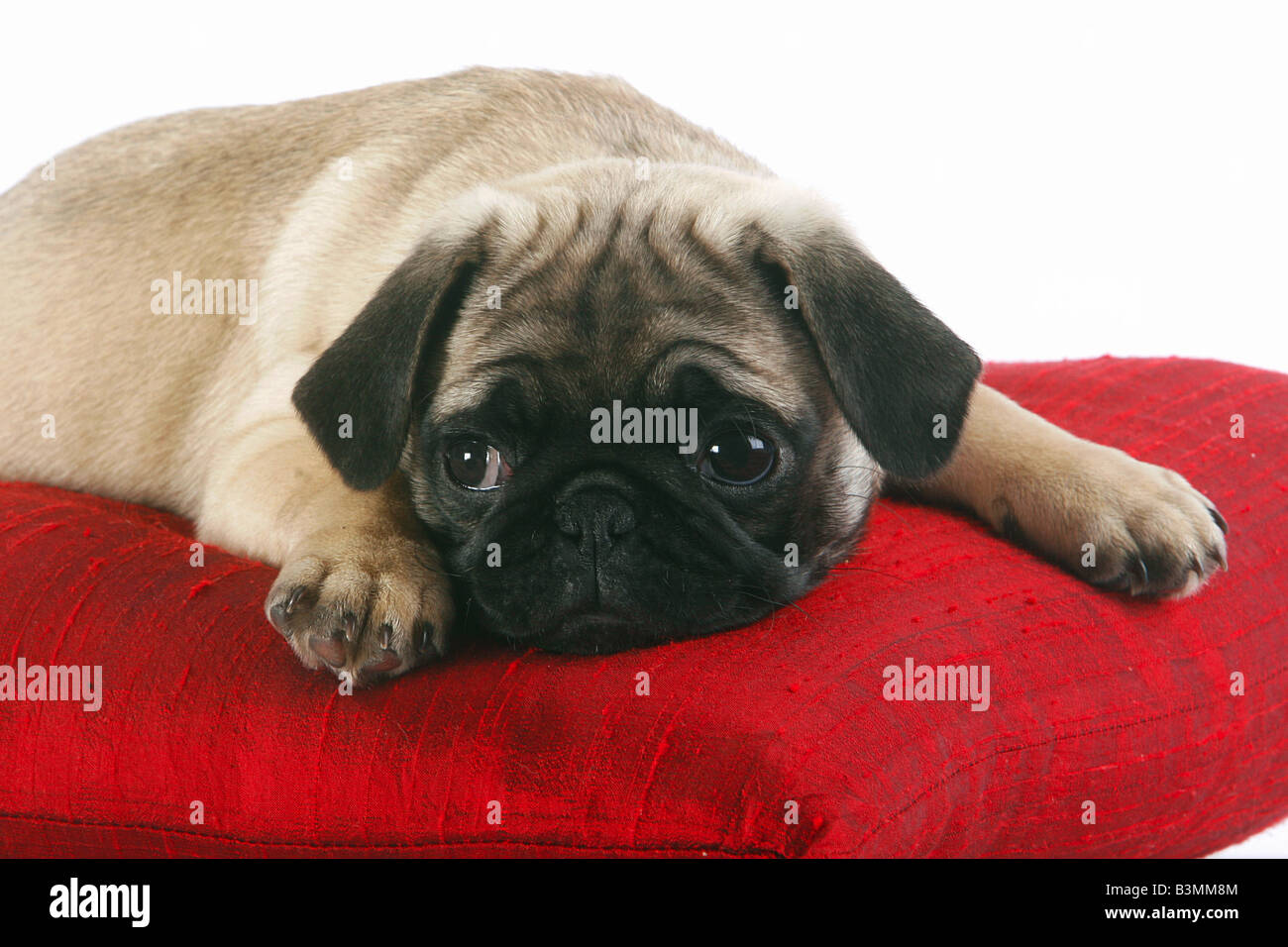pug - lying on pillow Stock Photo - Alamy