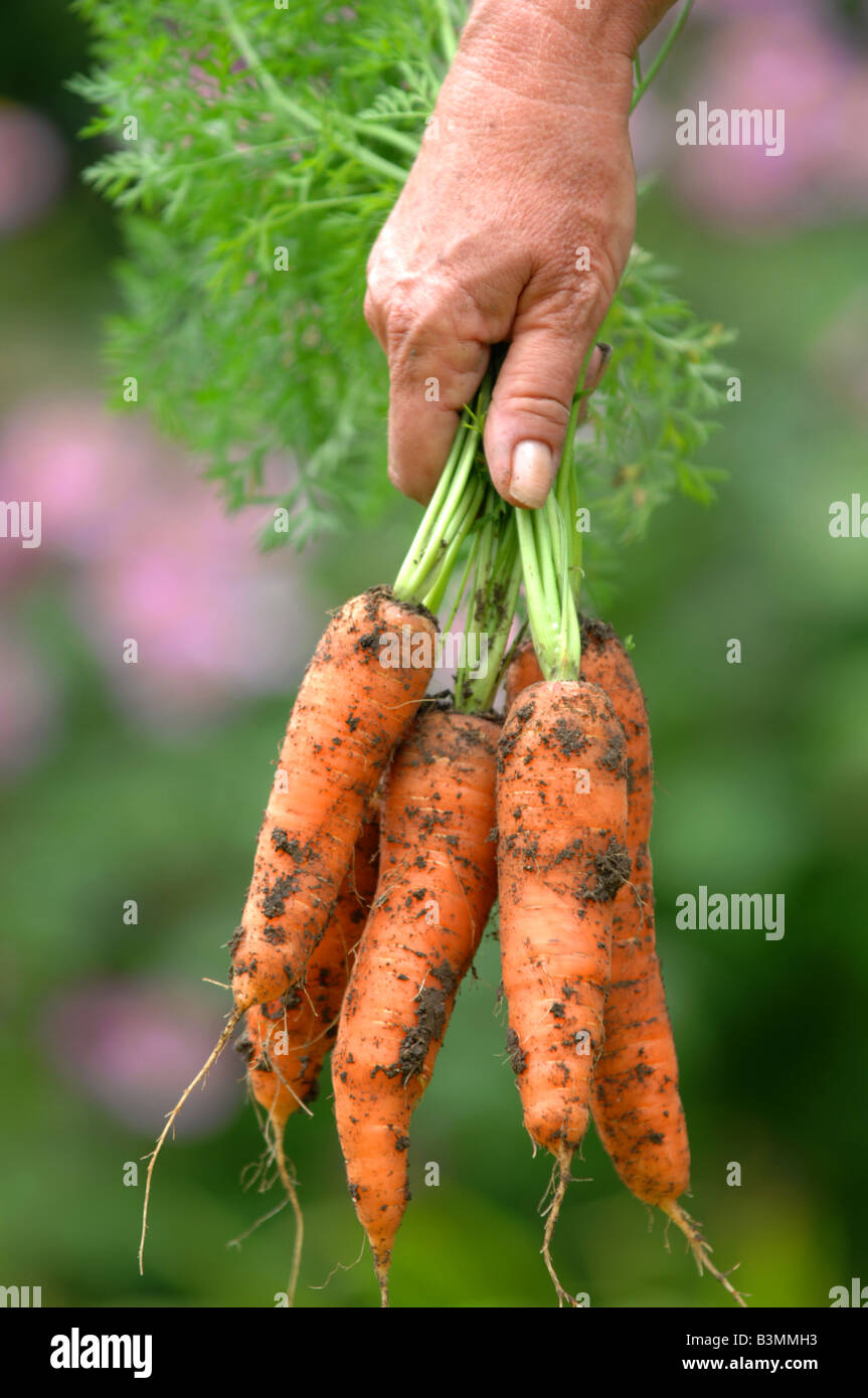 Carrot carrots hi-res stock photography and images - Alamy