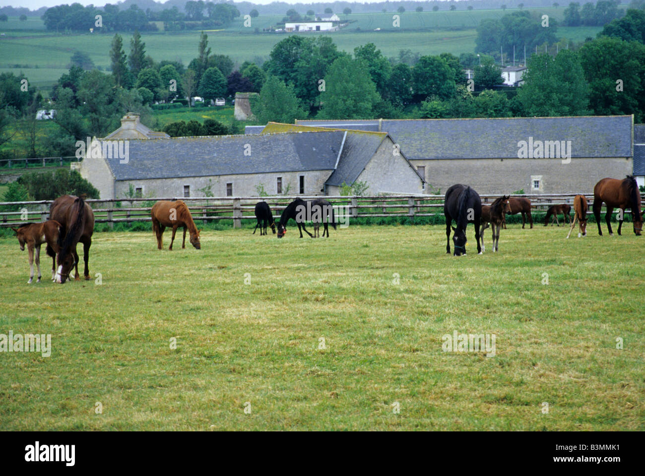 France Normandy Mares and foals in the Normandy countryside Stock Photo ...