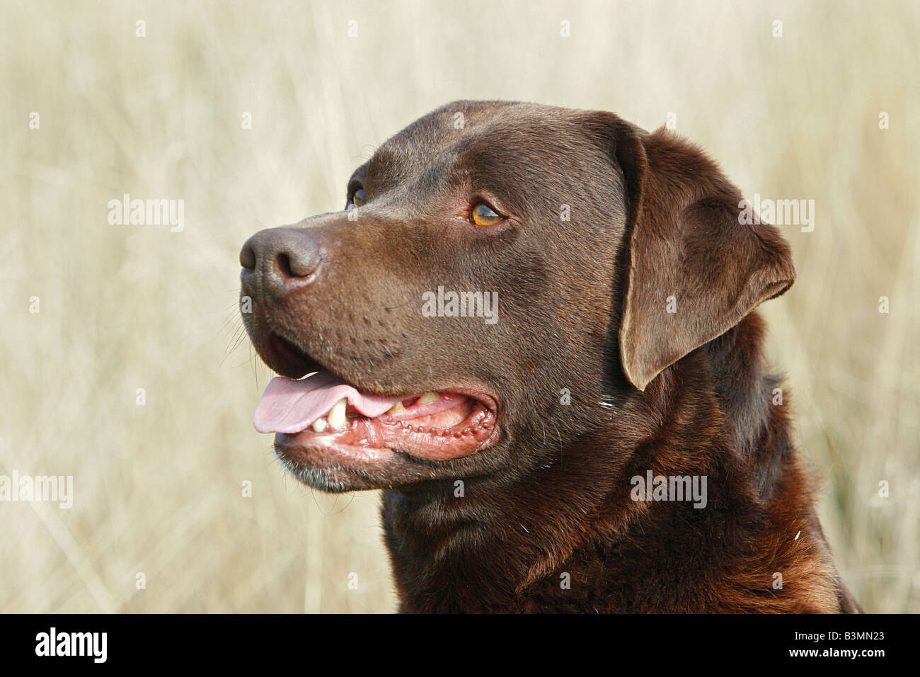 labrador retriever - portrait Stock Photo - Alamy