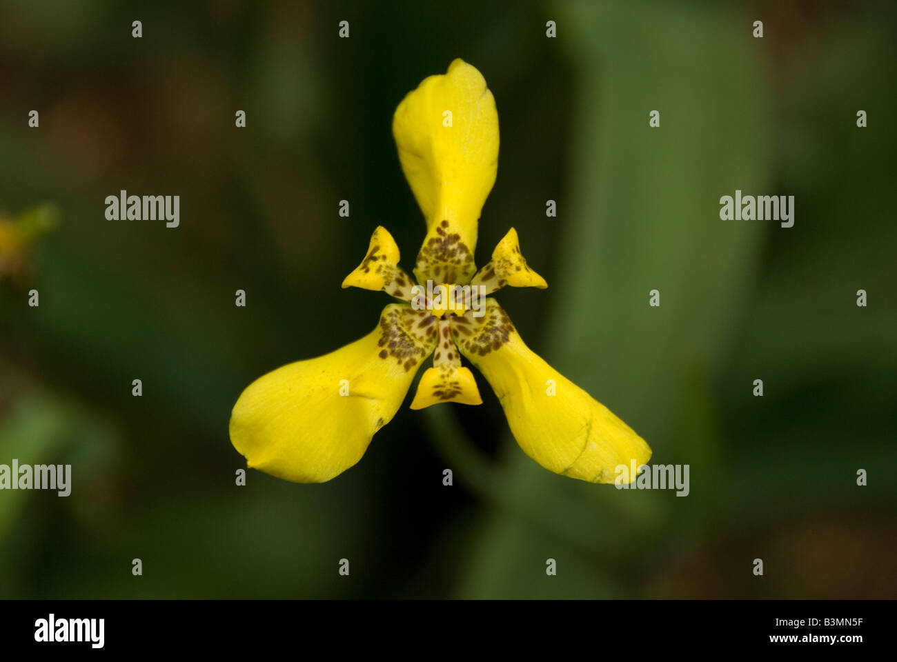 Orchid orchidaceae hi-res stock photography and images - Alamy