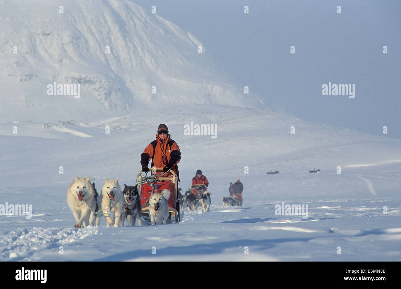 huskies - pulling sledge Stock Photo - Alamy